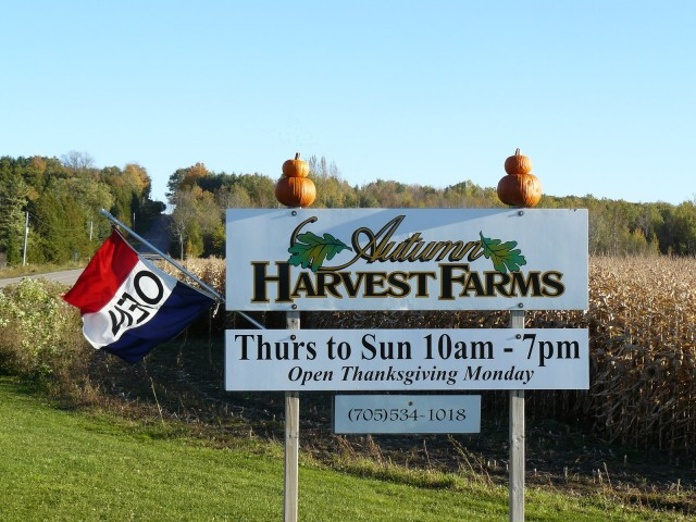 金秋郊外赏枫农场南瓜采摘亲子游全攻略_无忧资讯