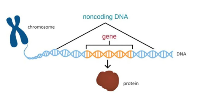 谷歌AlphaGenome横空出世：揭示DNA天书-综合新闻-蒙城华人网-蒙特利尔第一中文网-www.sinoquebec.com