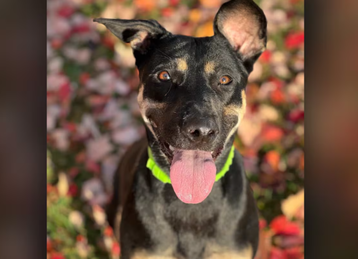 多伦多女子爱犬在市中心散步时疑似触电身亡：要求追责_无忧资讯